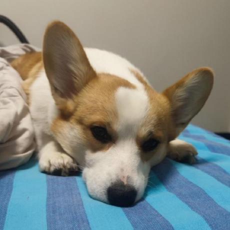 Freedomshannon Shannon Github