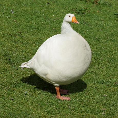 Lazy Goose Maksim Github