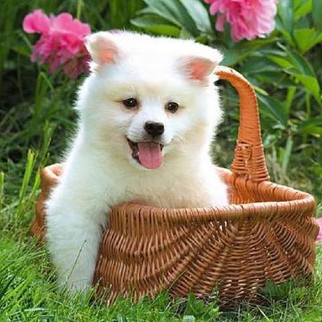 Akshaya0123456 Yalamarthi Akshaya Github