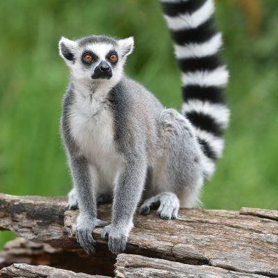 Lemurs V1 Github