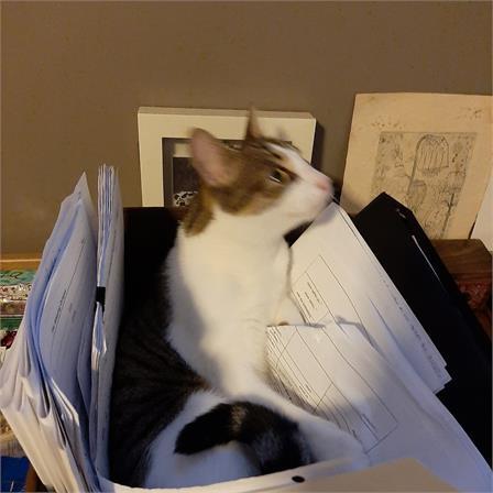 Nepnep39 Nepnep Github