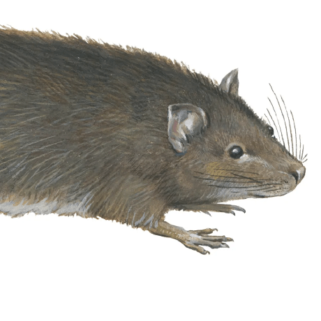 Were The Rats Github