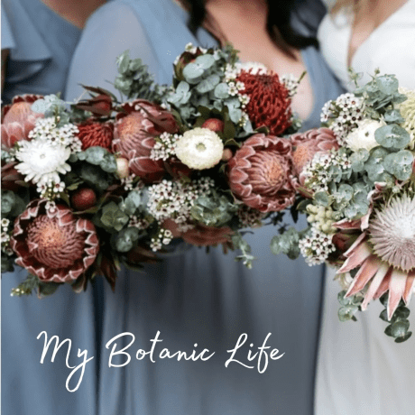 E Botanic Github - Gorgeous 4K Minimal Wallpapers | Free Download