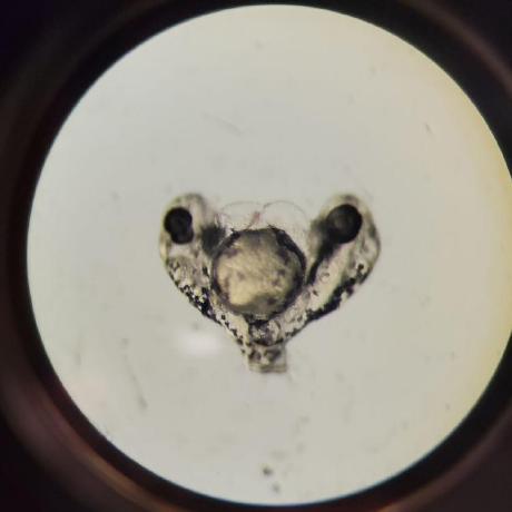 C Geo Caroline George Github