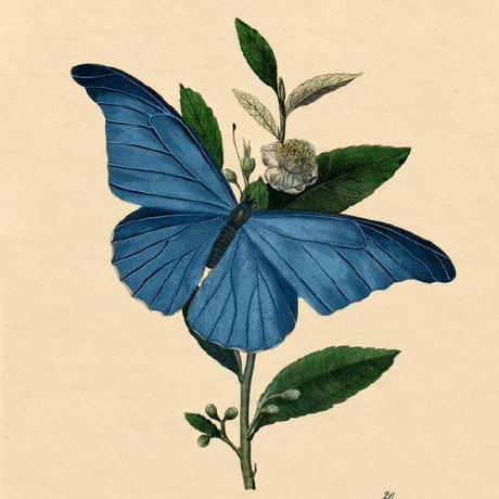 Sensenx Sensen Github