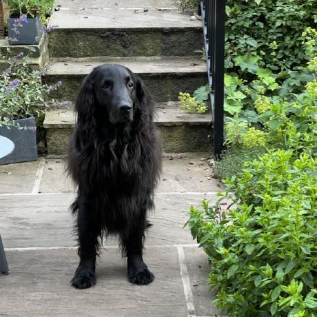 Henryxb Henry Github