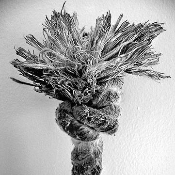 Laurenceguyon2 Laurence Guyon Github - Incredible 8K Nature Arts | Free Download