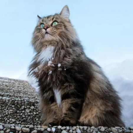 Remile Better Github