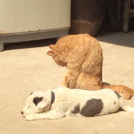 Github Eddie Rod Glitch Test - Best Light Pictures in 4K