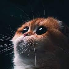 Mihashest Miha Github