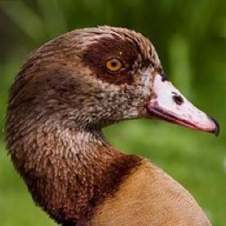 Fjgroen Jorik Groen Github