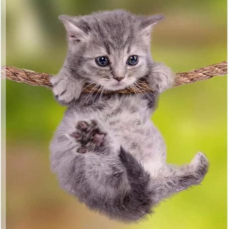 Github Dongsky Lpt - Minimal Design Collection - Mobile Quality