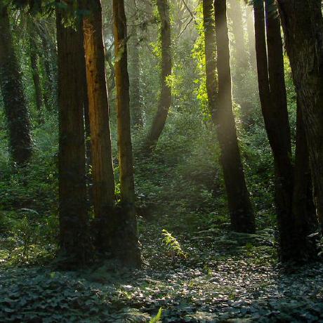 Coconut3223 Coconut Github