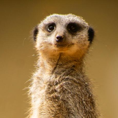 Computingmongoose Computing Mongoose Github