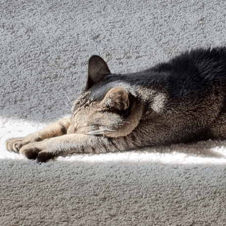 Sunho Sunho Kim Github