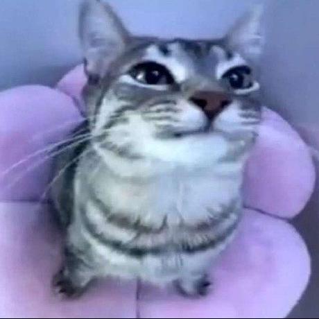 Littlebearhat Littlebearhat Github - Sunset Pictures - Creative 8K Collection