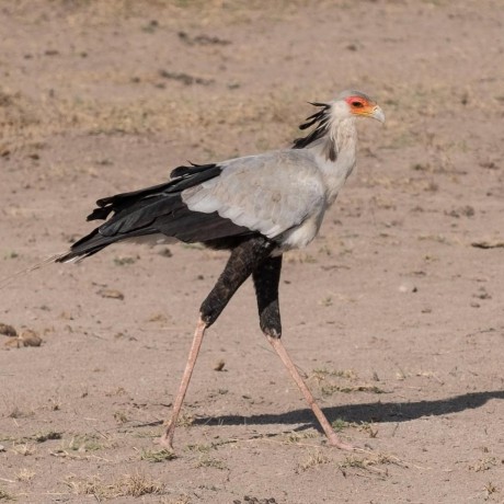 Thejunglejim Jungle Jim Github