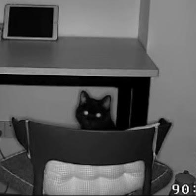 Evelyn9999 Evelyn Liang Github