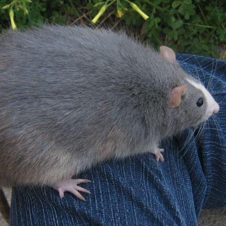 Savage3991 Savage Github