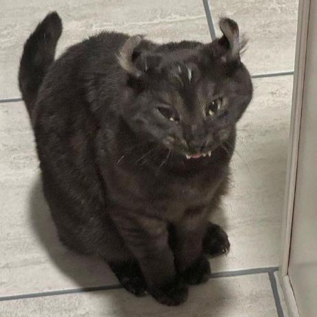 Beepbarium Beep Github