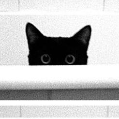 Diasha003 Github