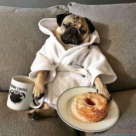 Germanog15 German Github