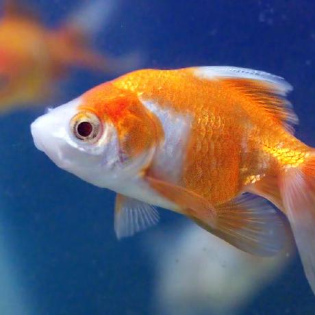 Github Vytdev Debug Stick Working Debug Stick For Minecraft Bedrock