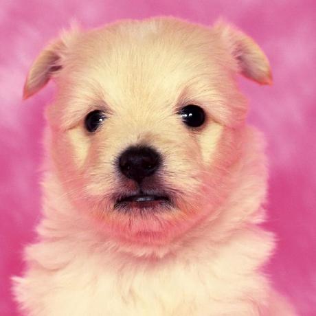 Roochhandev Rocha Github