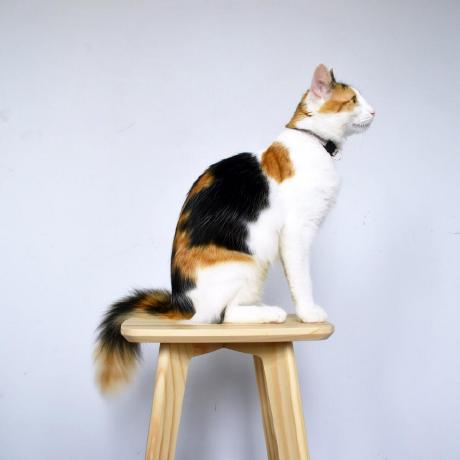 Valentriniti Valentina Roco Github