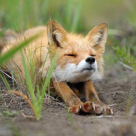 Evelynefossyth Maria Petrochenkova Github