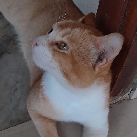 Codersharon Sharon Github