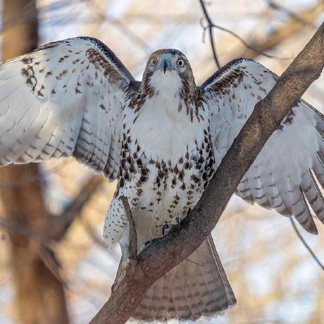 Red Tailed Hawk Red Tailed Hawk Github