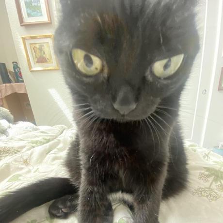 Marcel Incorporated Github