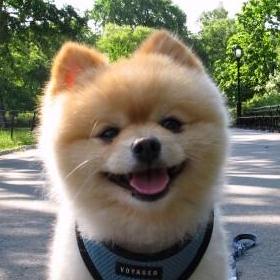 Chris Dev Edu Chris Github