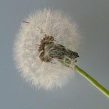 Marinedev Marine Github