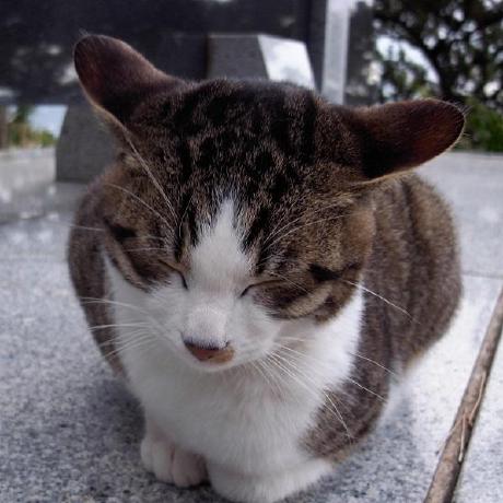 Cat0363 Kenji Nagano Github