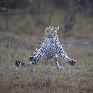 Hoangsonha Hoàng Sơn Hà Github