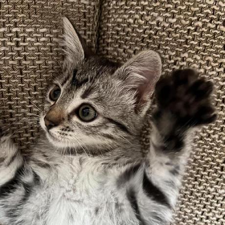 Mount2003 Mount Github