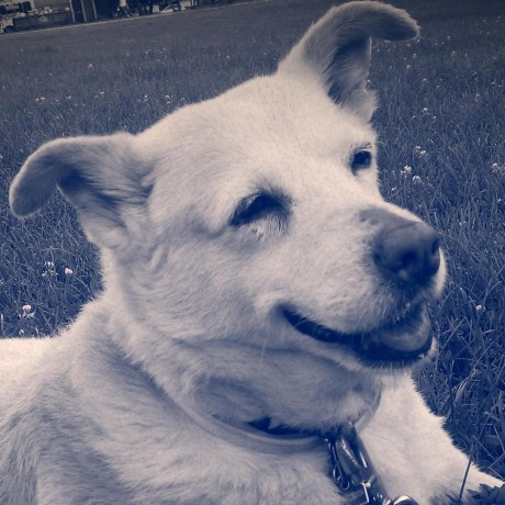 Github Codehs Chs Js Lib Javascript Library For Learning To Create