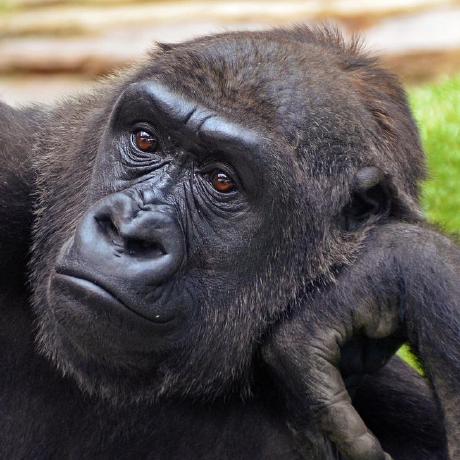 Gpu Crash Issue 14 Electry Psvshell Github - Premium Gradient Picture Gallery - HD