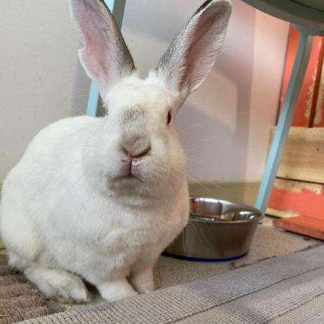 Alibabs95 Alison Github