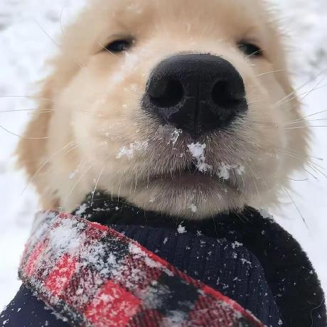 Evil Genus Zhikai Github