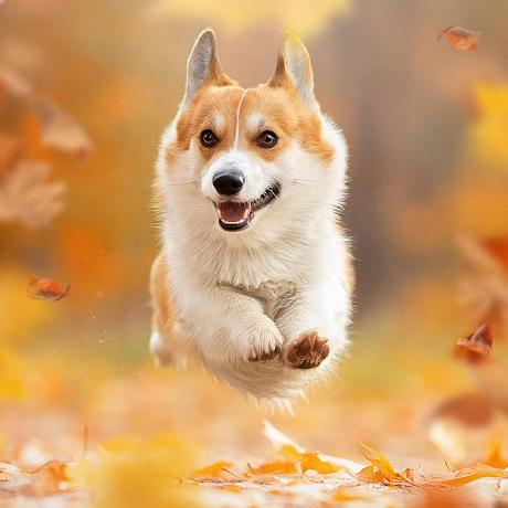 Cole8401 Fire Cole Github