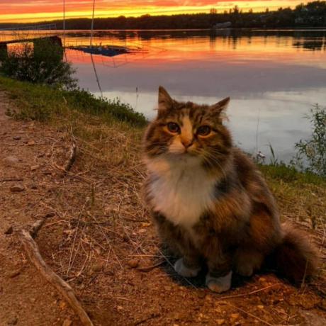 Julia1327 Julia Github