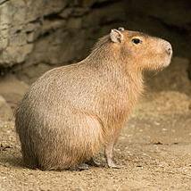 Asdevcapybara Capybara Devcloud Github