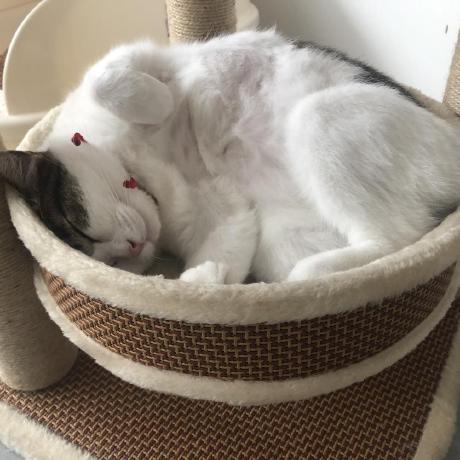 Roycefanproxy Royce Github