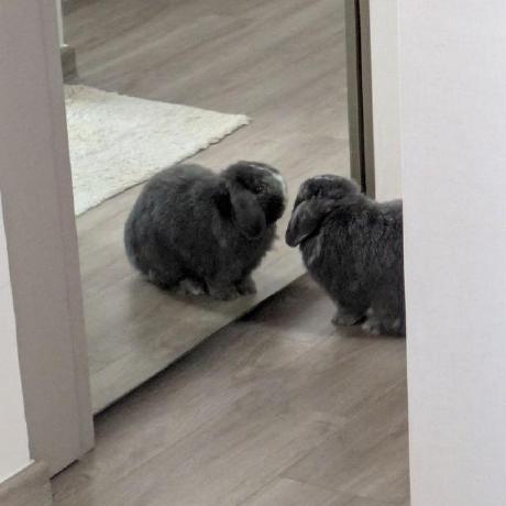 Jeremykvlim Jeremy Lim Github