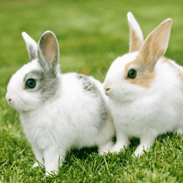 Ryanbt927 Ryan Github