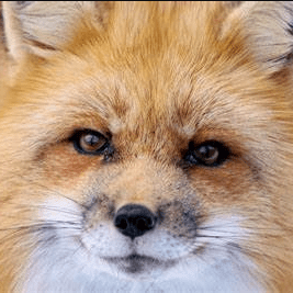 Jonathan Mans Github