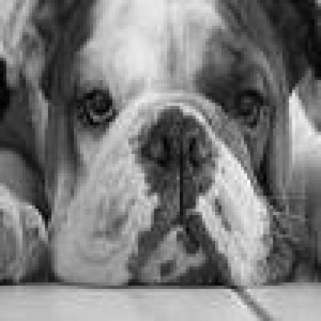 Bulldog2011 Bulldog Github